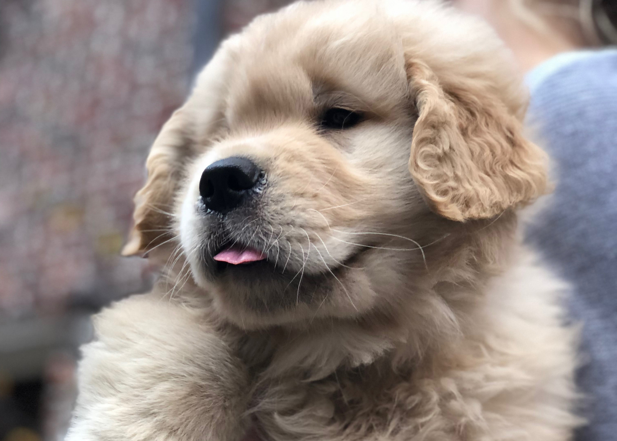 Is Winston Moose the most lovable dog in Houston? Maybe.