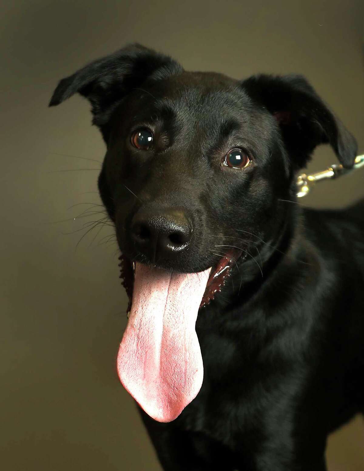 Have you checked your pet's microchip lately?