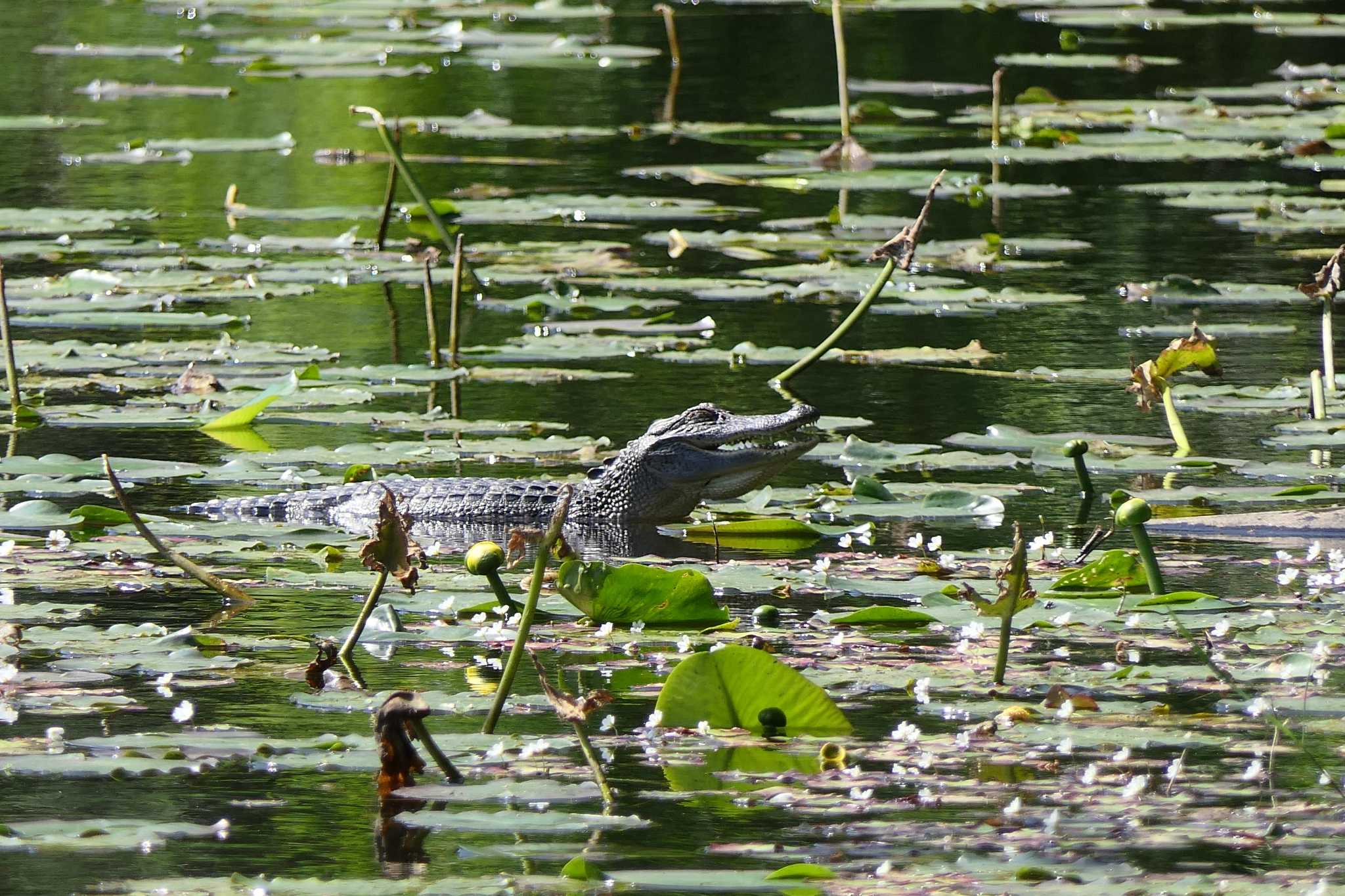 Look out. A little alligator has moved into the Houston Arboretum pond