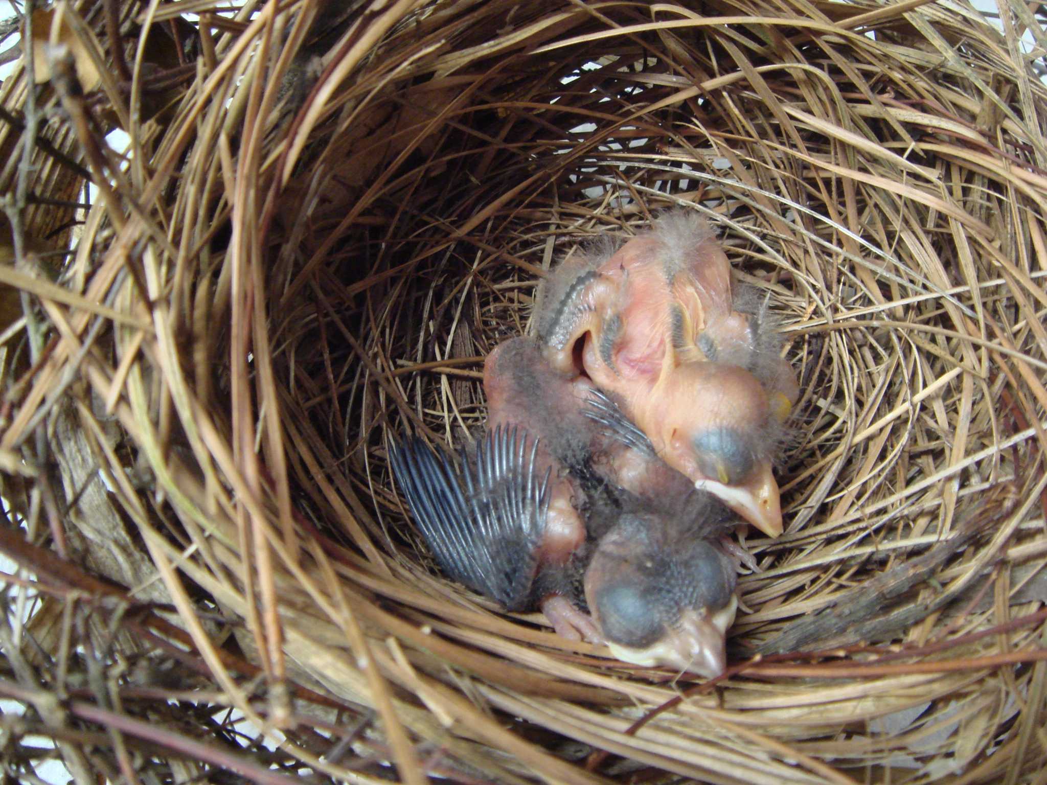 Cowbirds are an example of a brood parasite