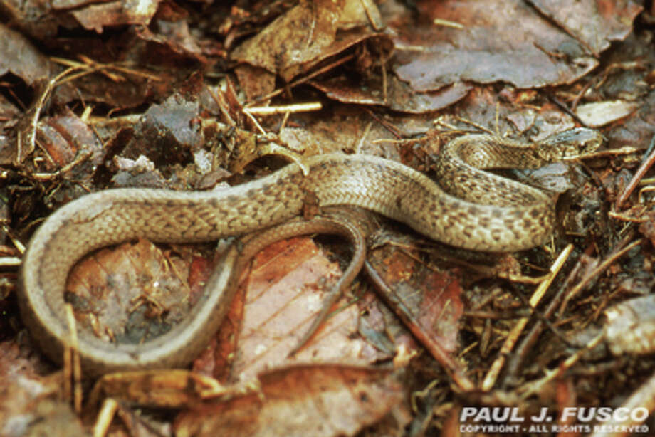 Connecticut's snakes - Connecticut Post