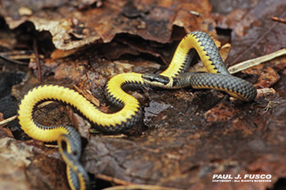 Connecticut's snakes - Connecticut Post