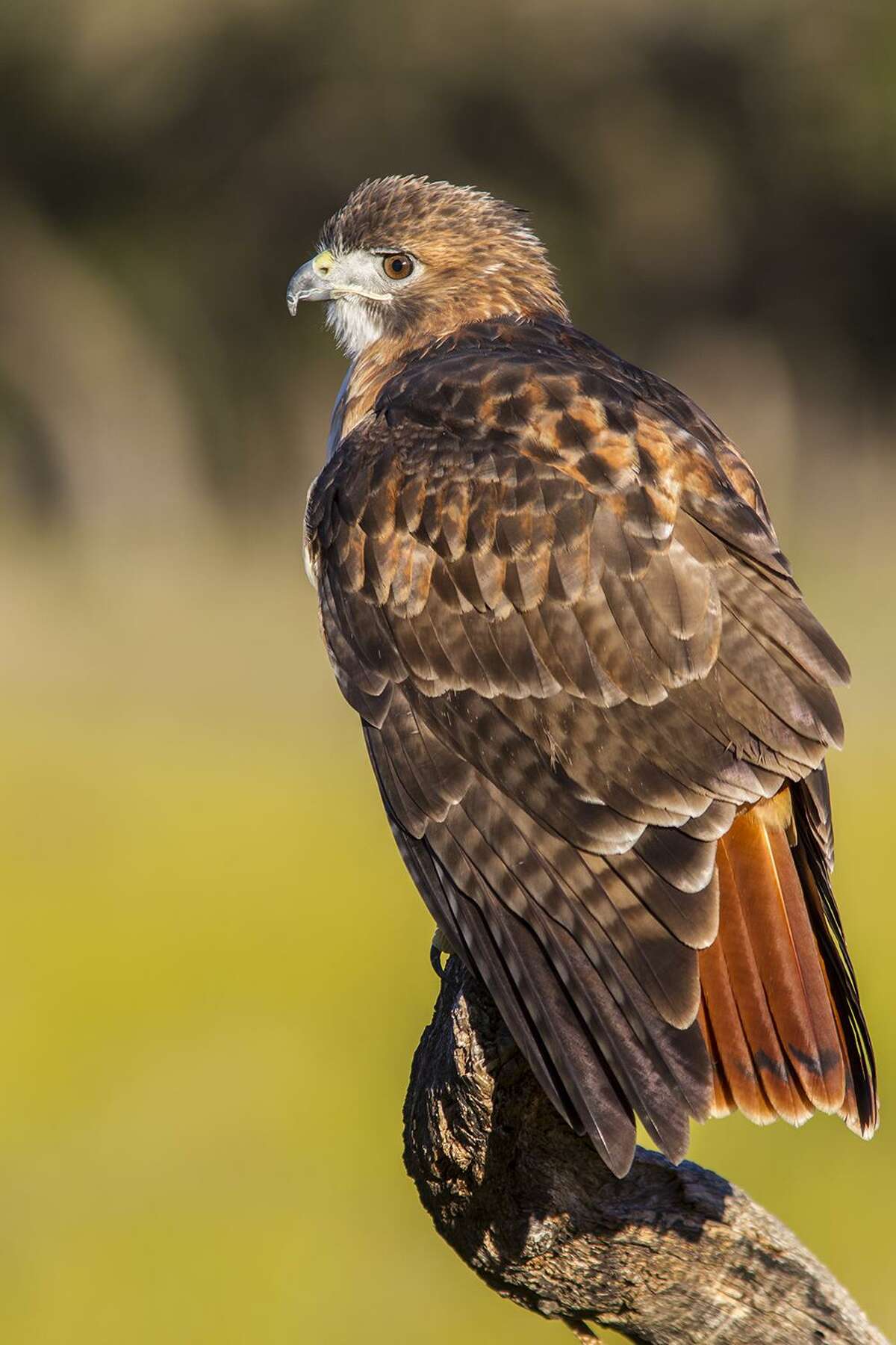 Hawk is at the top of the food chain