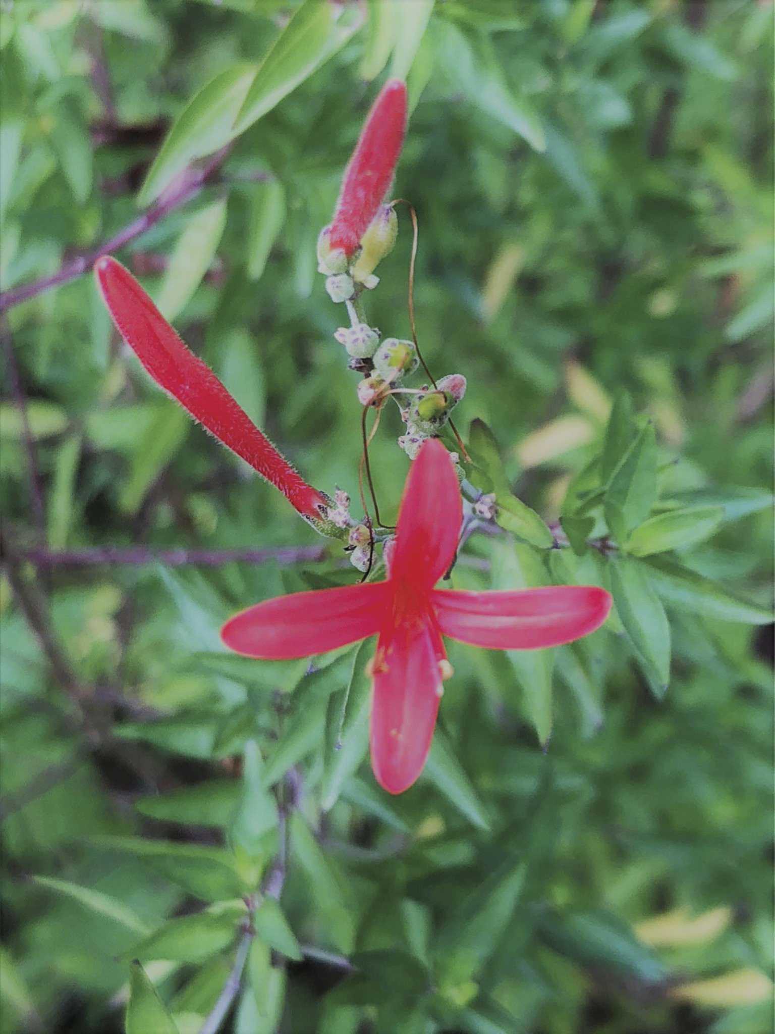 Master Gardener: Flame Acanthus a Blooming Beauty in the Heat