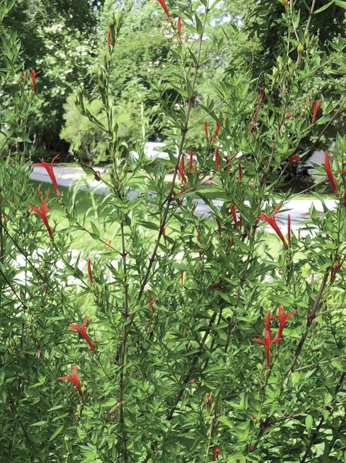 Master Gardener: Flame Acanthus a Blooming Beauty in the Heat