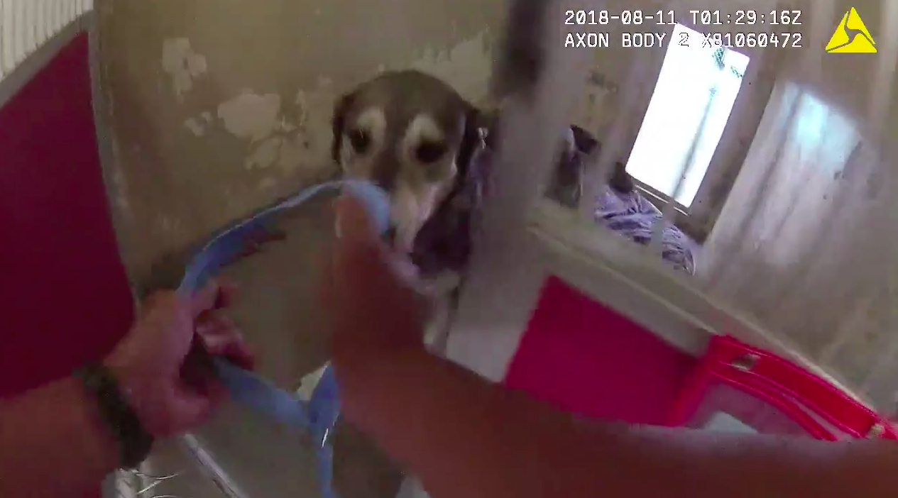 Body cam footage: Officers race to rescue dozens of animals from SPCA ...