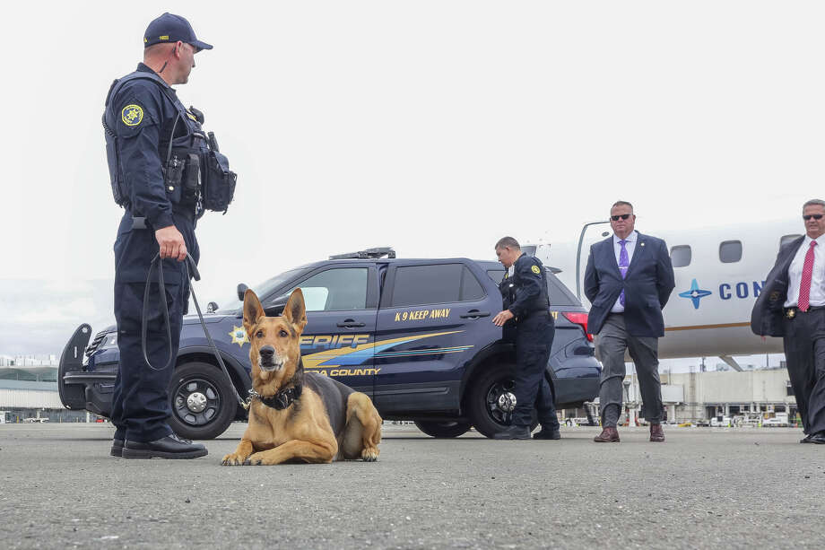 Bomb-sniffing dogs helping reduce airport security waits - SFGate
