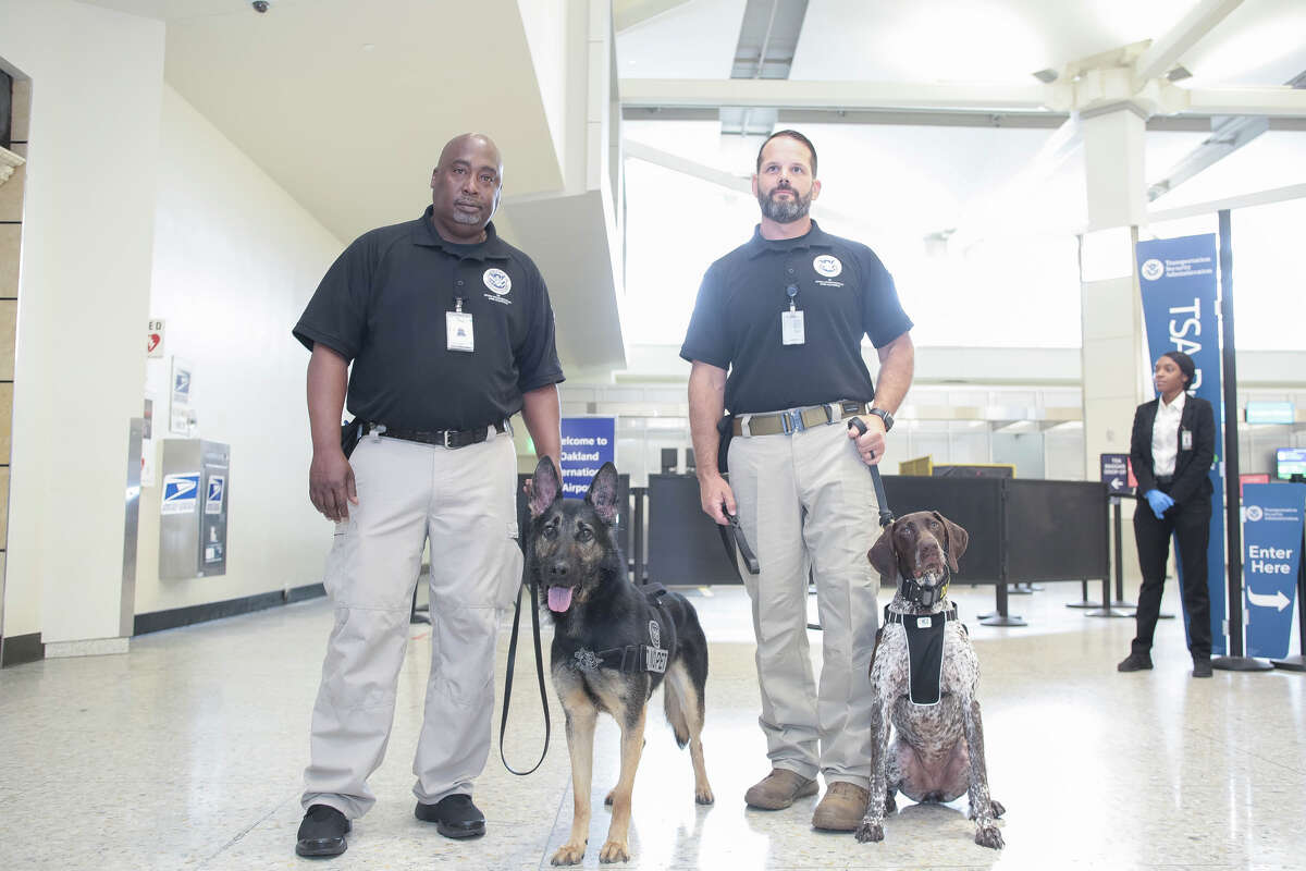 Bomb-sniffing dogs helping reduce airport security waits