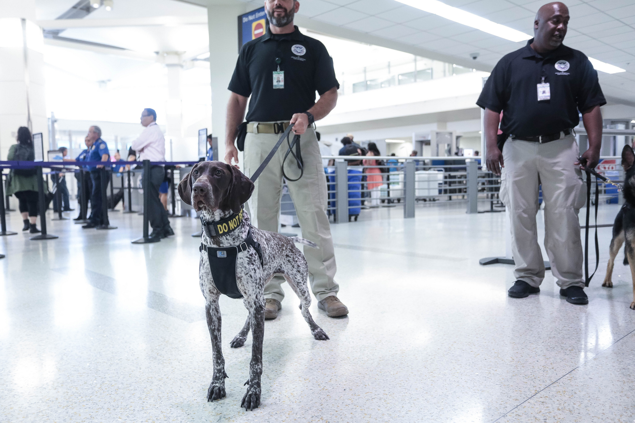 Bomb sniffing Dogs Helping Reduce Airport Security Waits