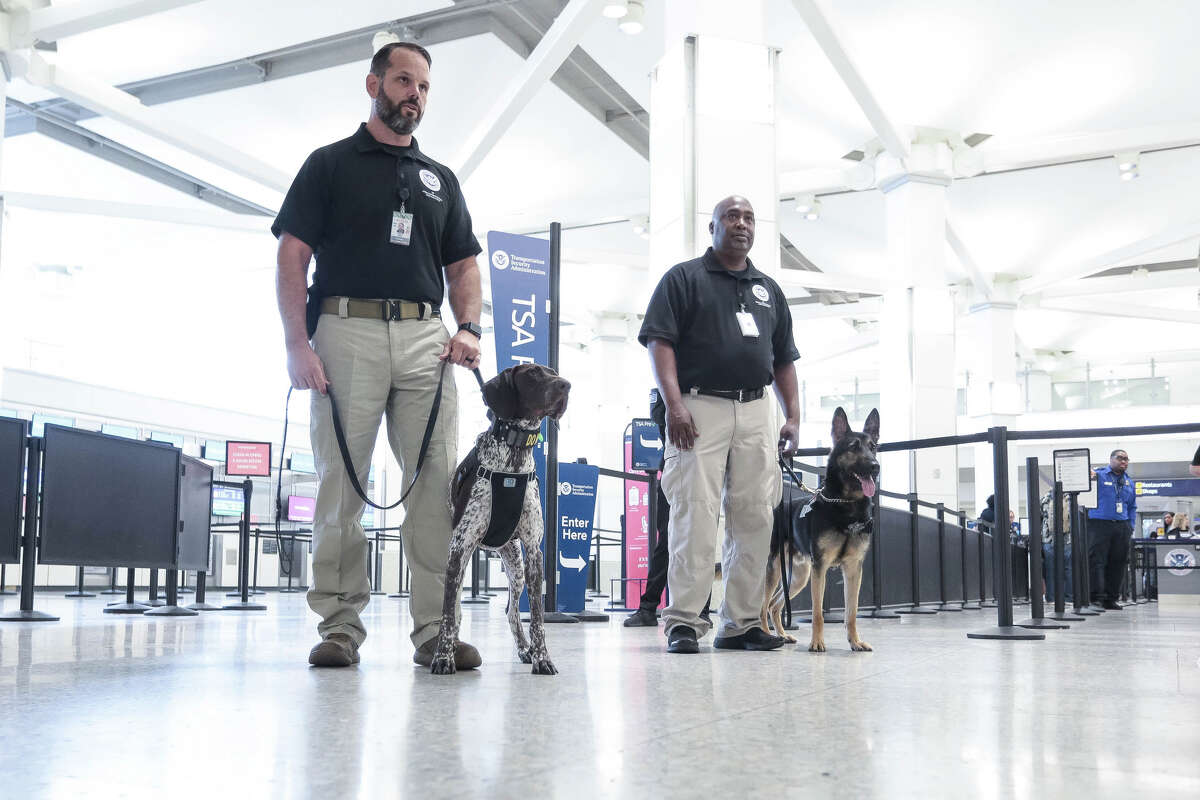 Bomb-sniffing dogs helping reduce airport security waits