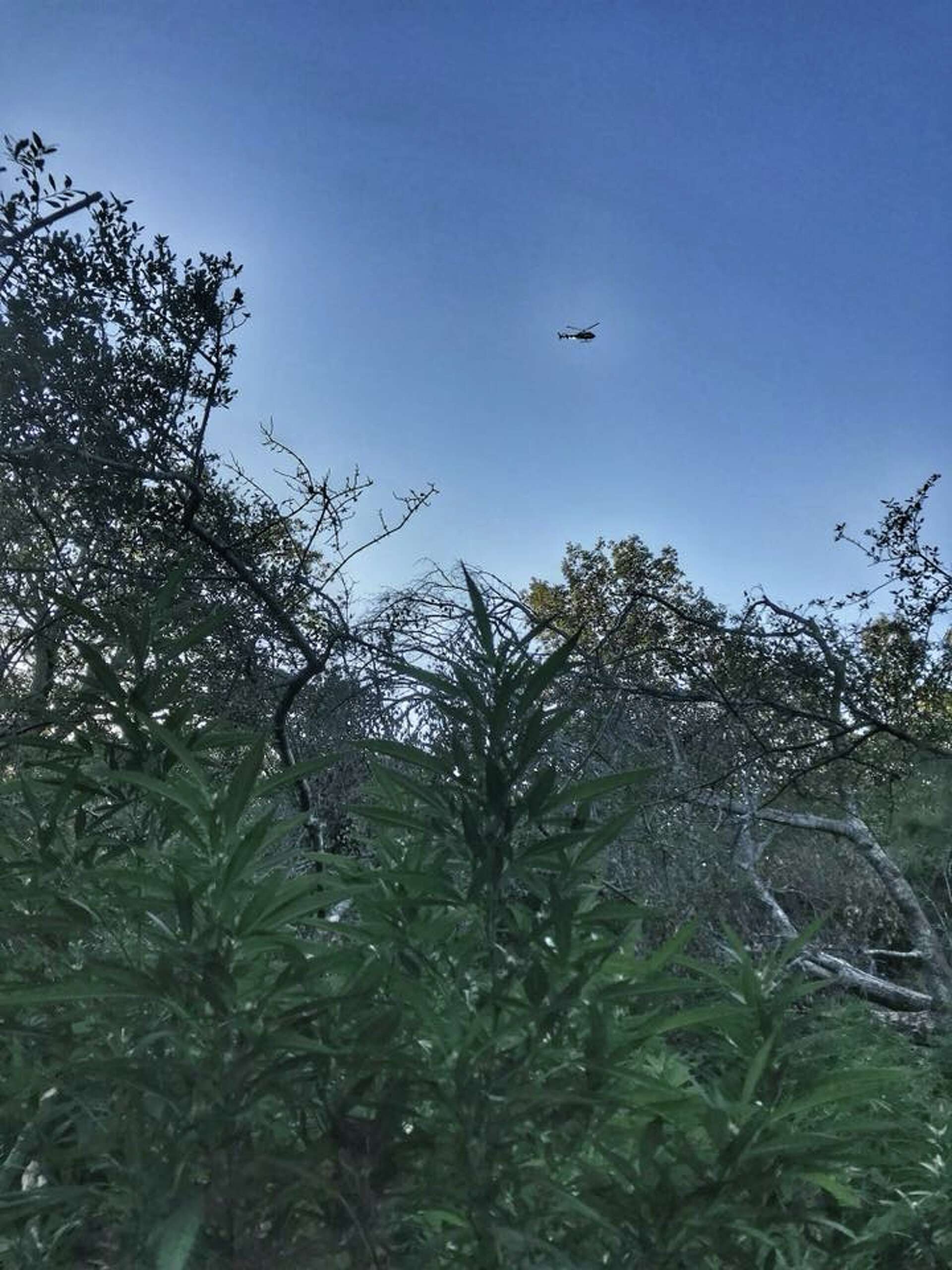 Texas cops bust marijuana field with 1,800 plants