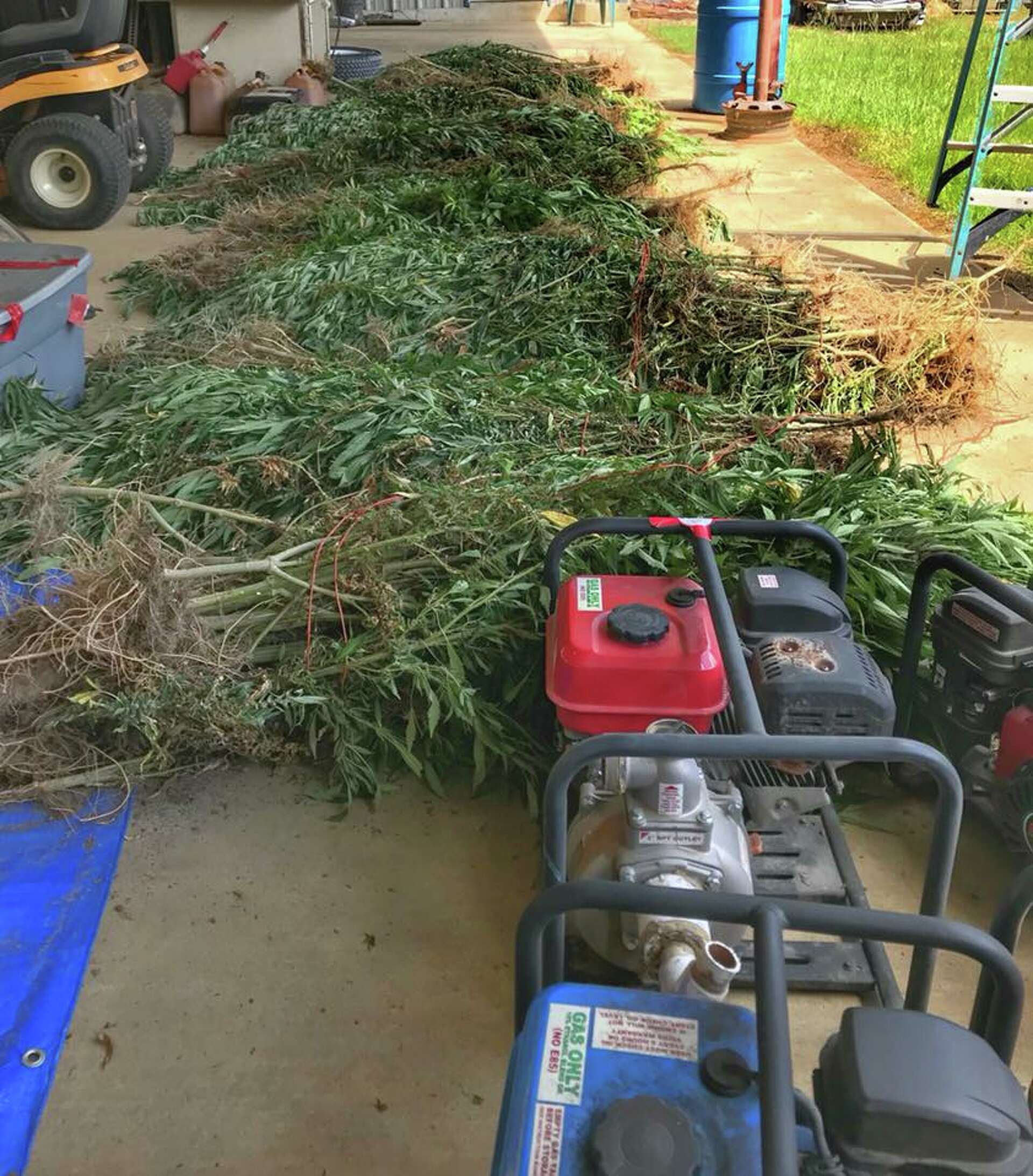 Texas cops bust marijuana field with 1,800 plants