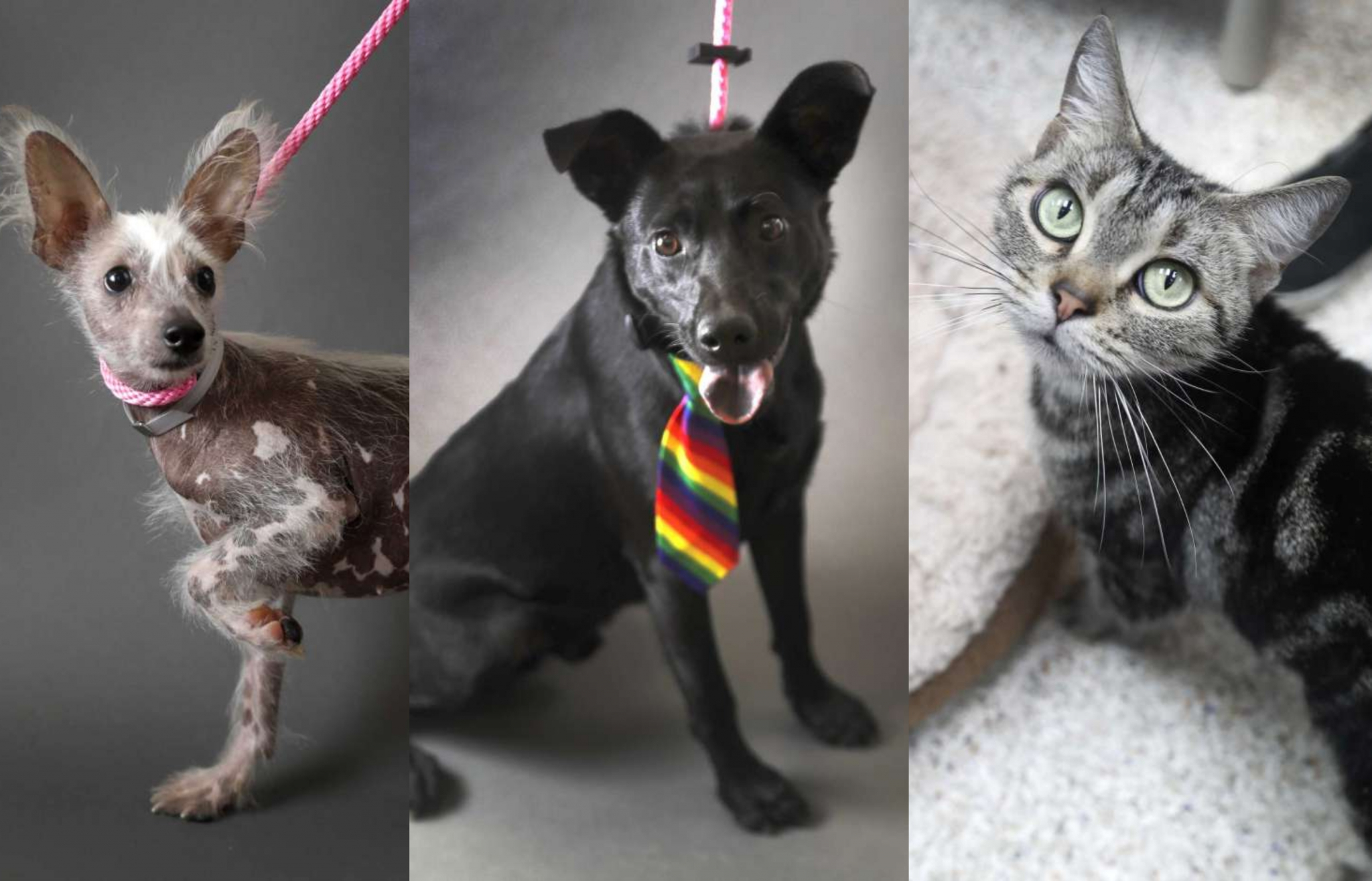 Pet of the Week: Here are the Houston Humane Society animals that need ...