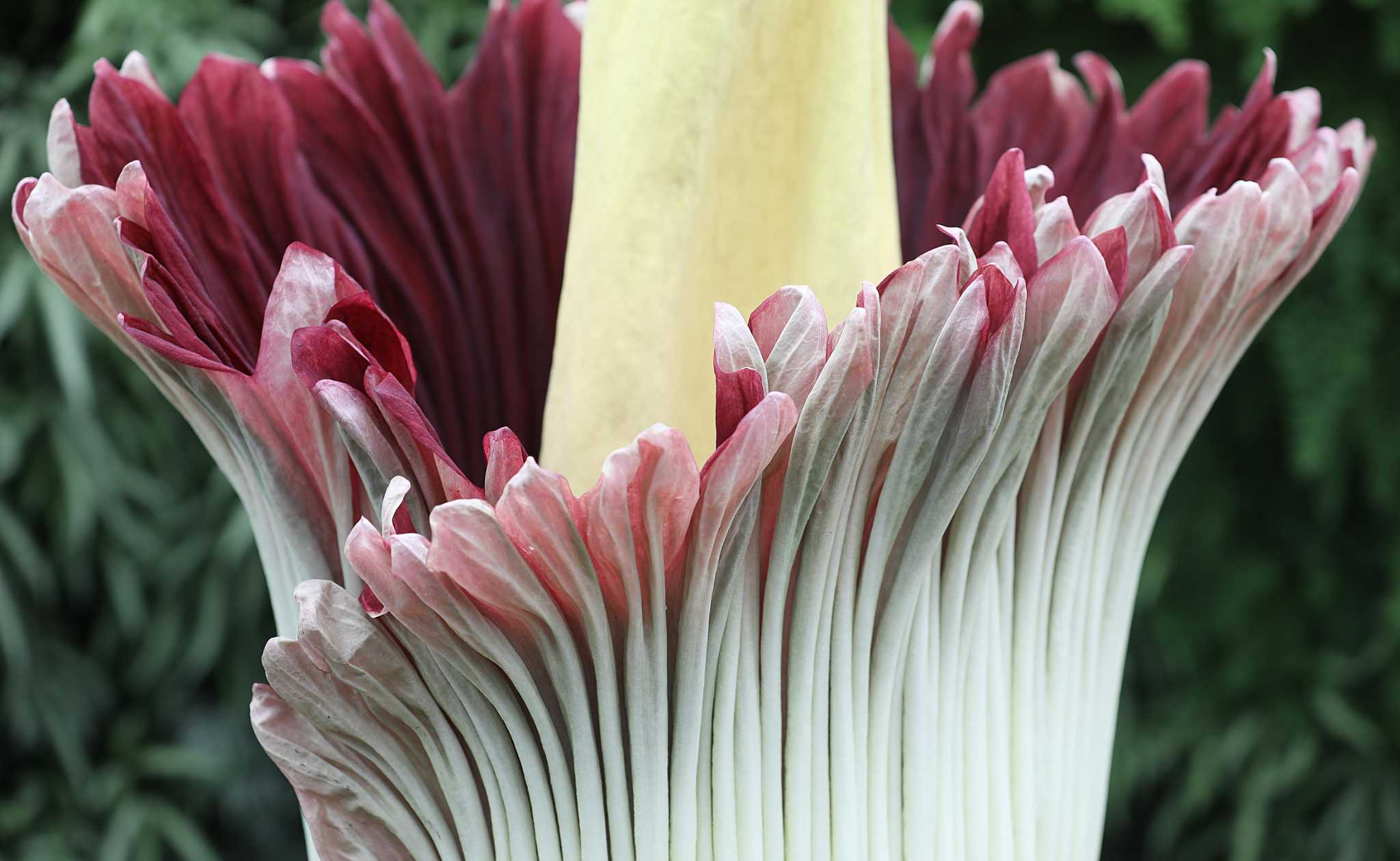 Amazon's corpse flower is blooming just in time for Halloween ...