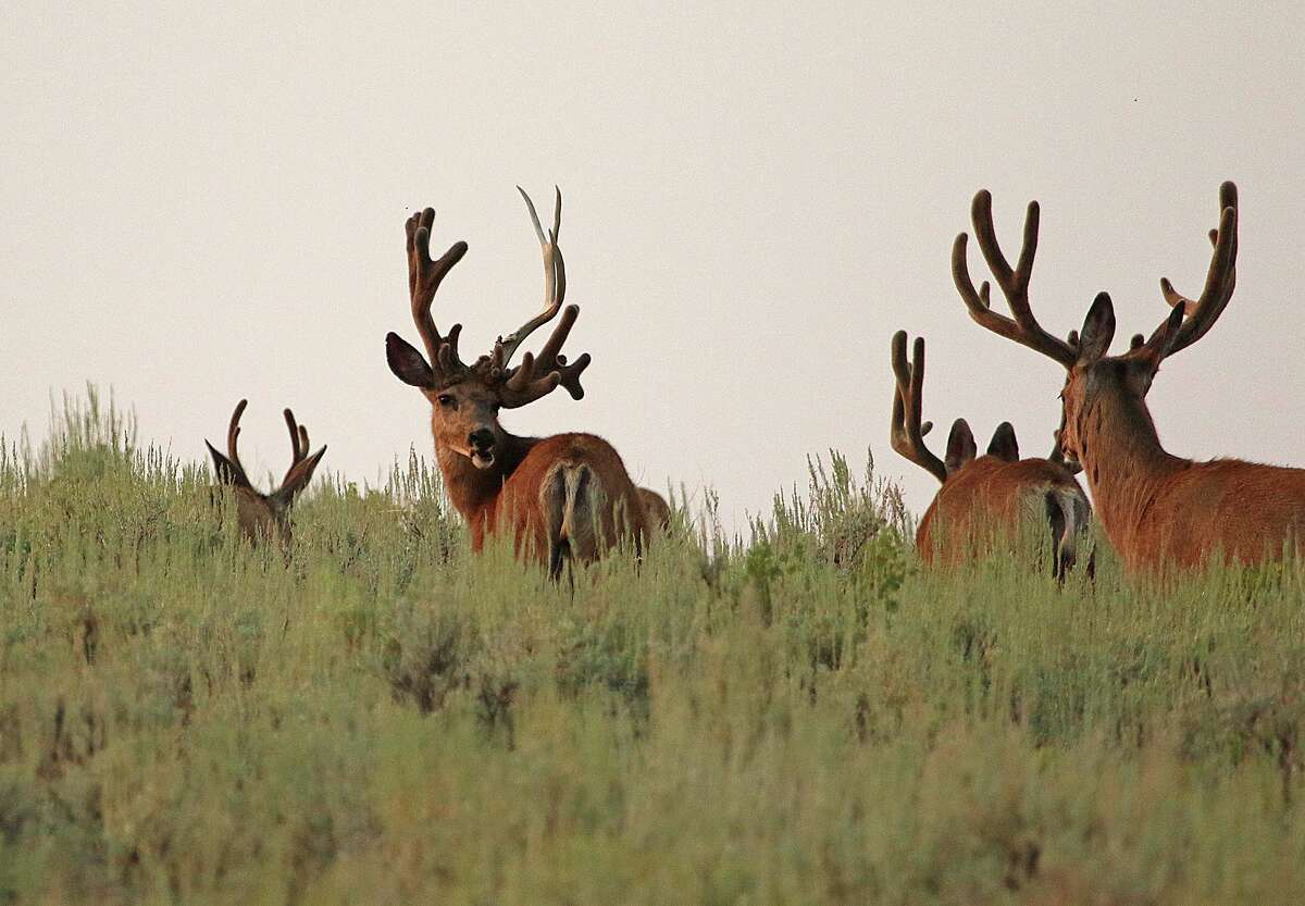 Photos of rare deer with double set of antlers