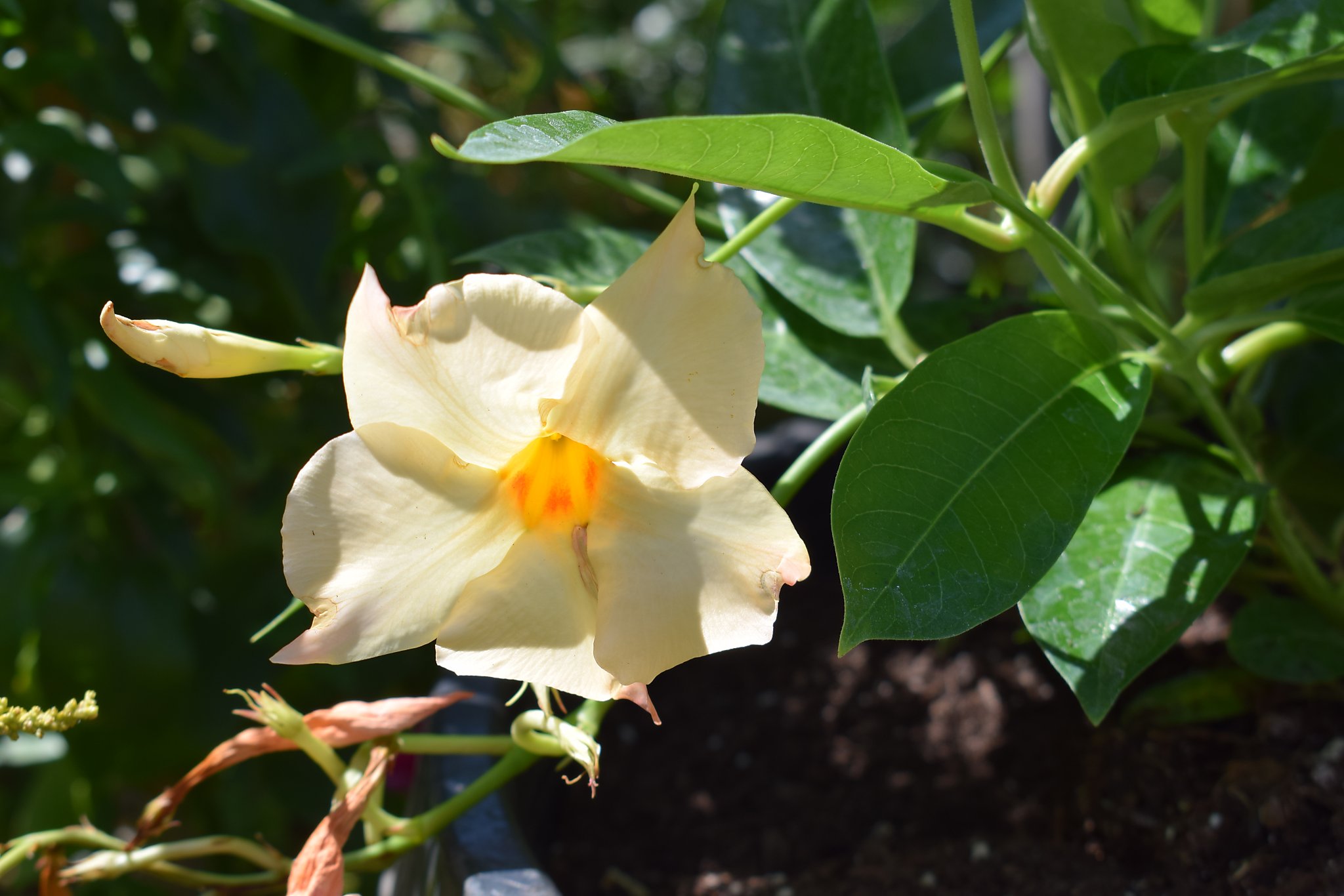 Flowering vine mandevilla brings a new hue to the garden