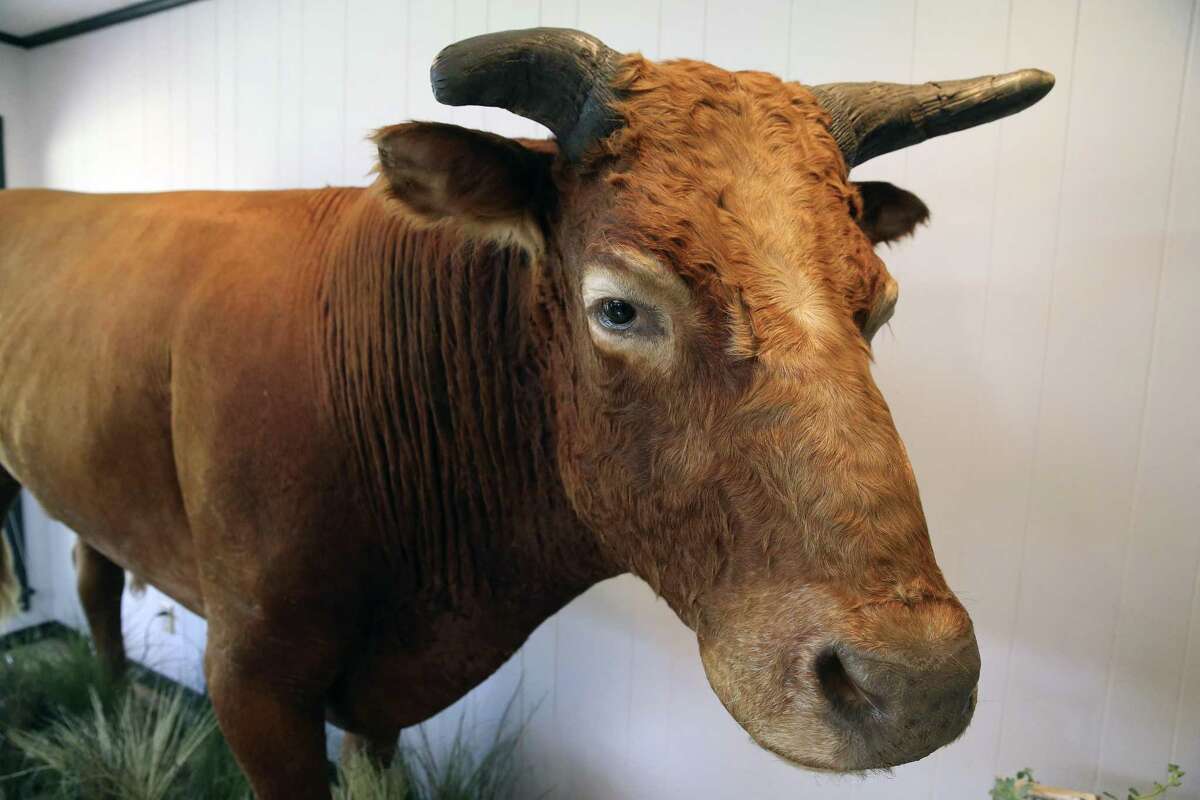 Japanese Wagyu beef a profitable new niche for Texas cattlemen