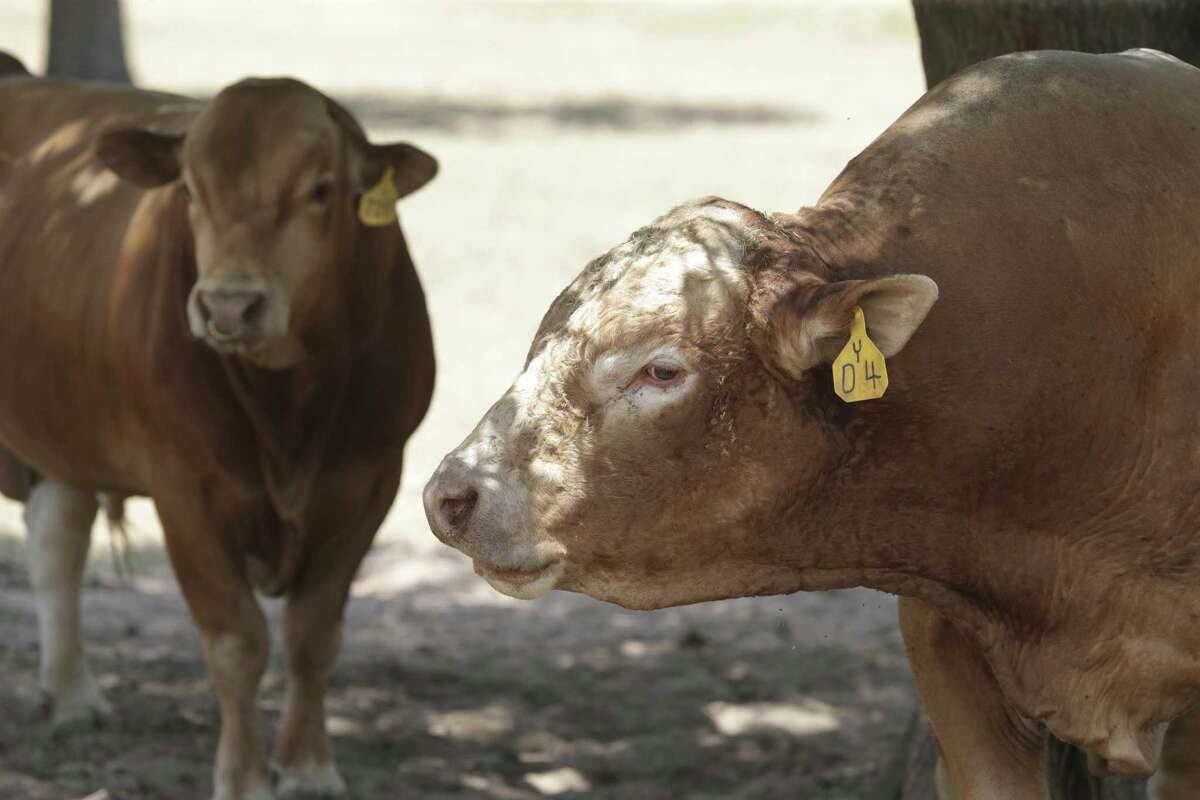 Japanese Wagyu beef a profitable new niche for Texas cattlemen