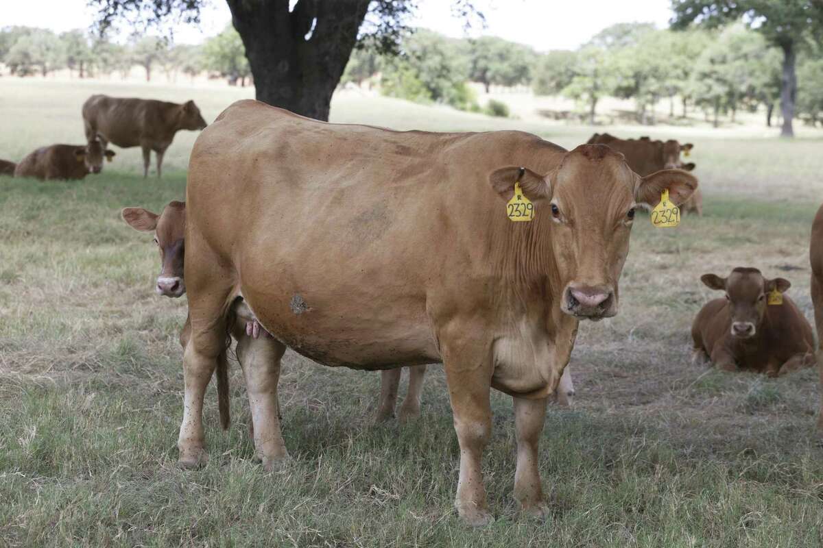 Japanese Wagyu beef a profitable new niche for Texas cattlemen
