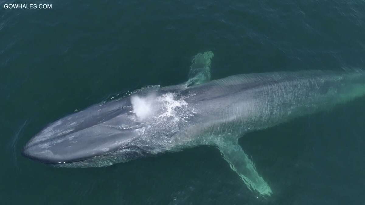 Blue whale sightings spike off California coast