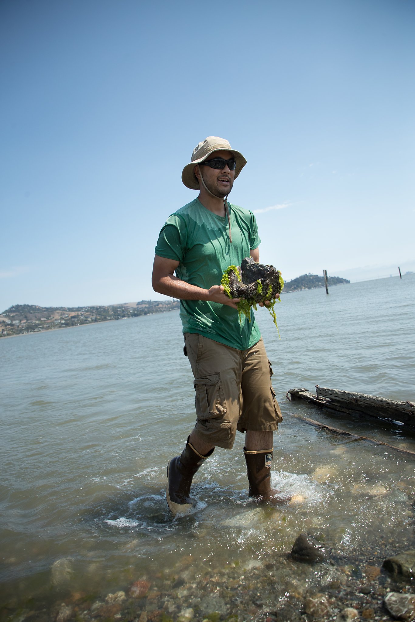 Scientists battle alien snails in SF Bay in effort to restore native ...
