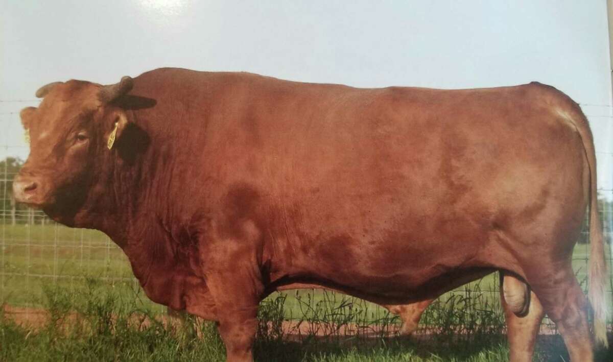 Japanese Wagyu beef a profitable new niche for Texas cattlemen