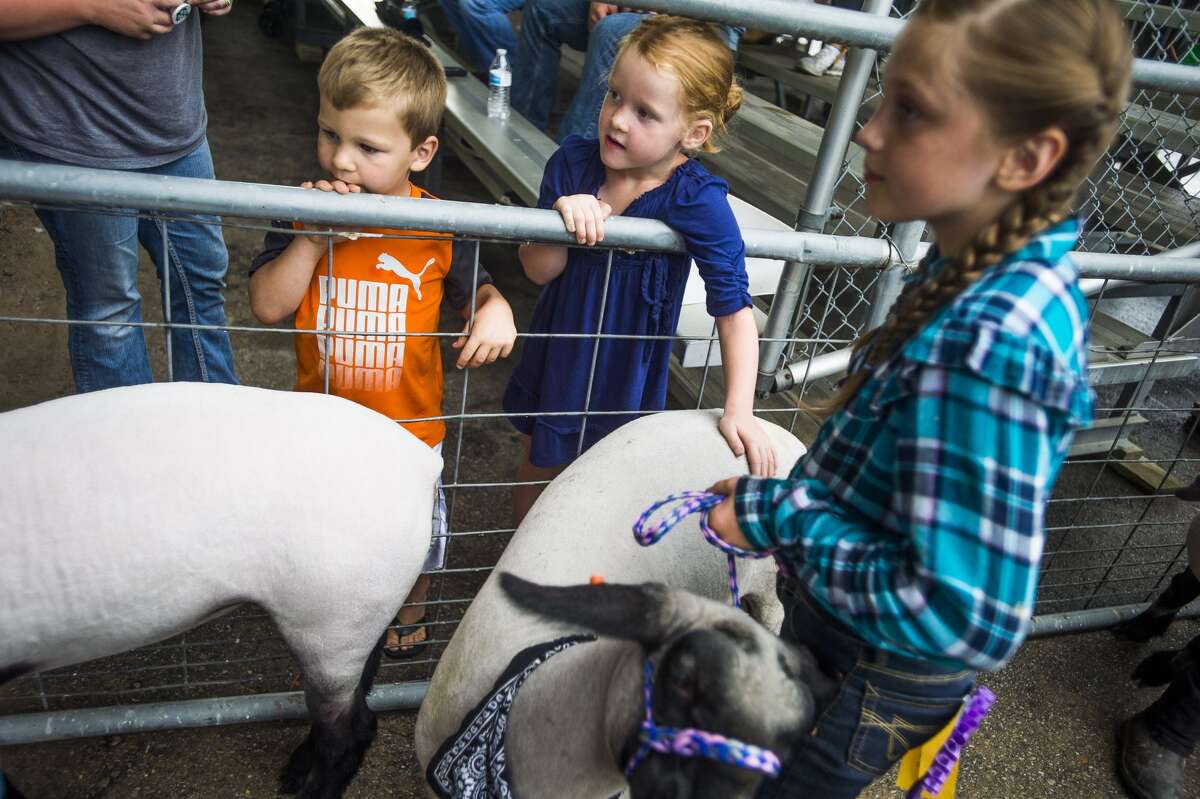 Large animal auction during Midland County Fair - Aug. 16, 2018