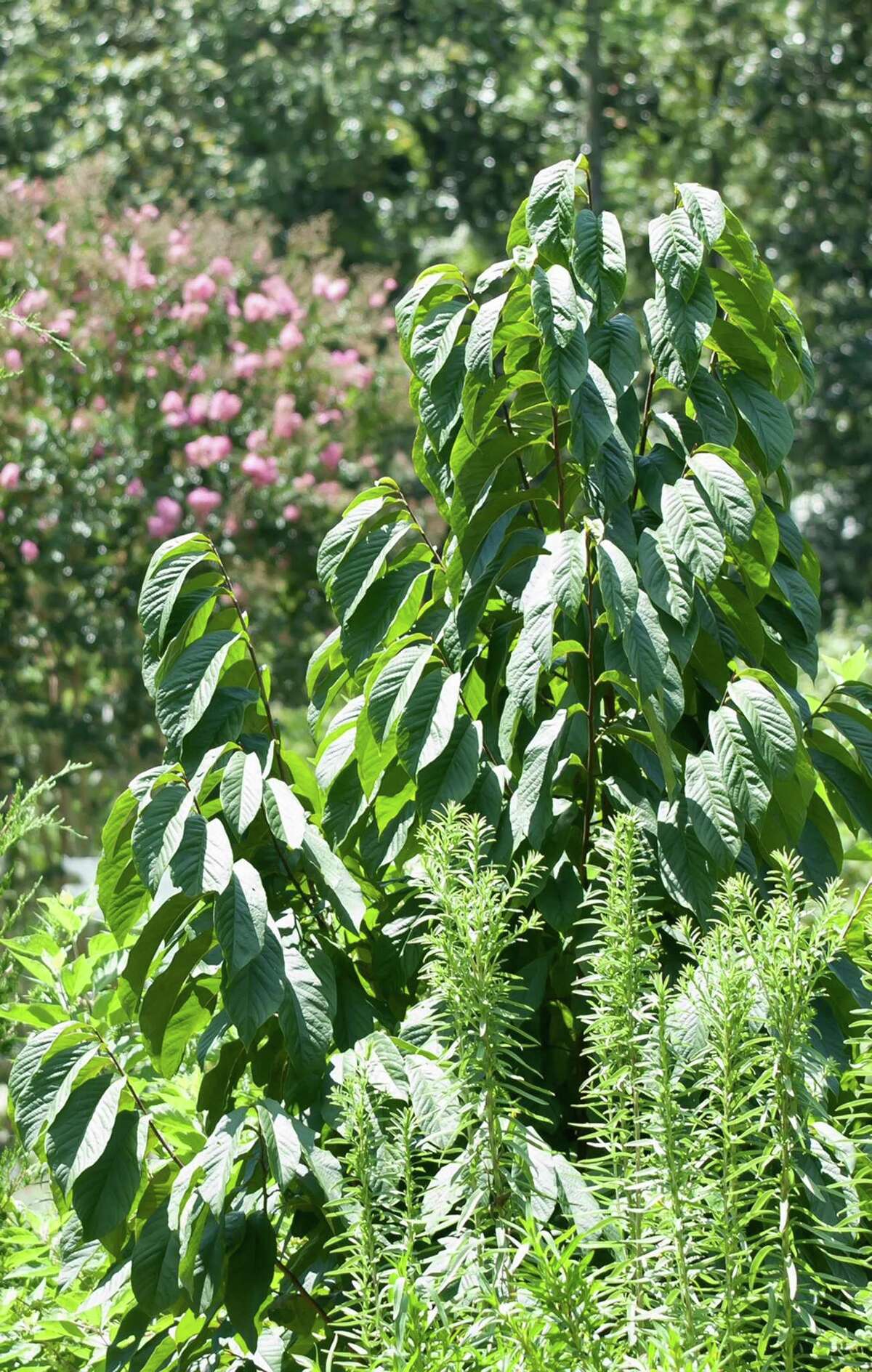 Add paw paw trees to landscape to help attract butterflies