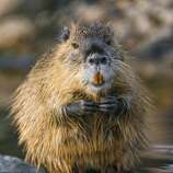 300th nutria killed in California as officials worry giant swamp rats ...