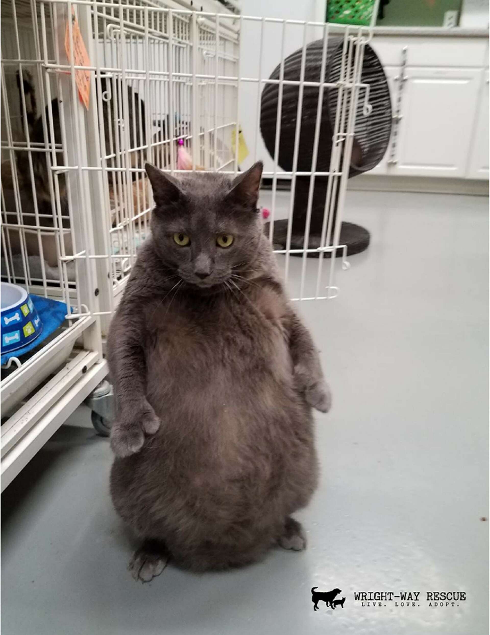 Very fat cat who likes to stand on back feet like a person goes viral ...