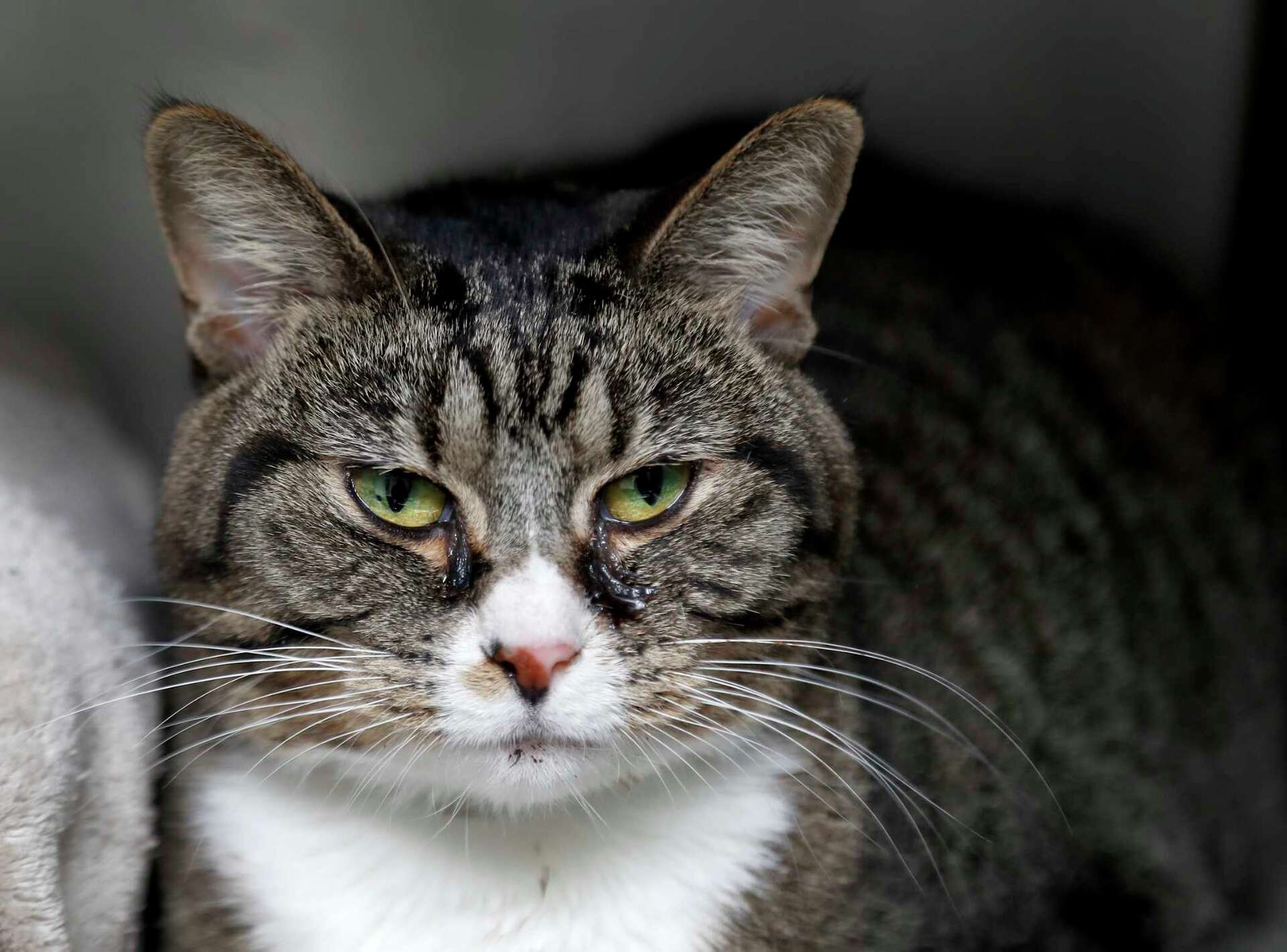 Pet of the Week: Here are the BARC animals that need homes now