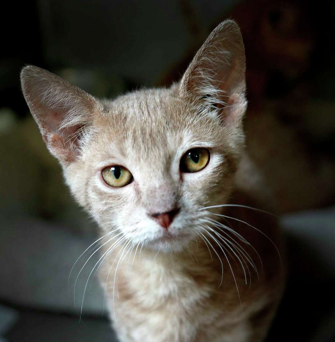 Pet of the Week: Here are the BARC animals that need homes now