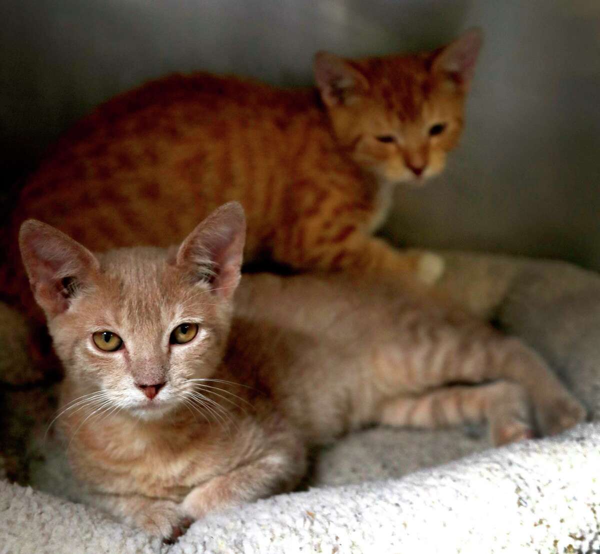 Pet of the Week: Here are the BARC animals that need homes now