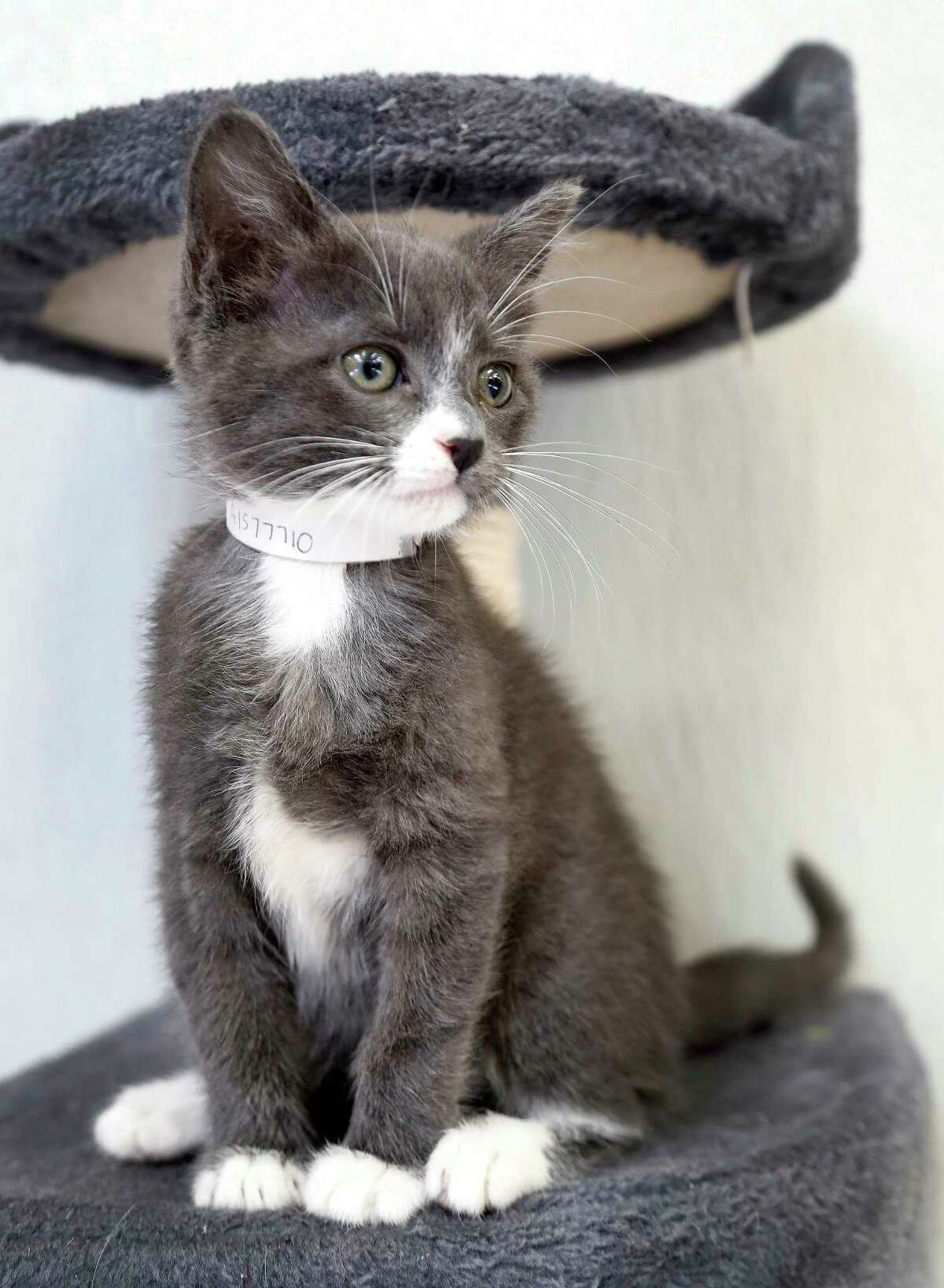 Pet of the Week: Here are the BARC animals that need homes now