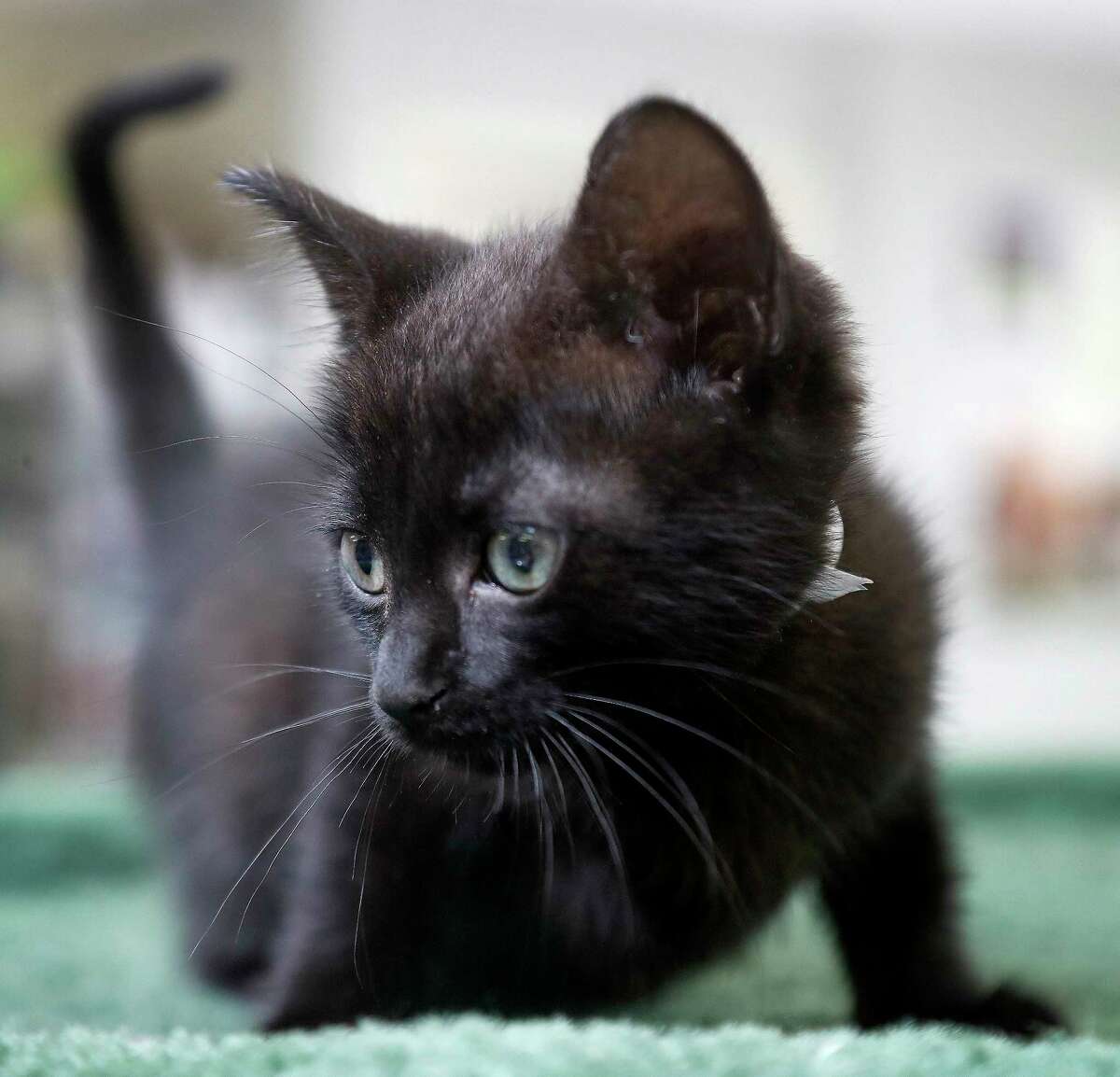 Pet of the Week: Here are the BARC animals that need homes now