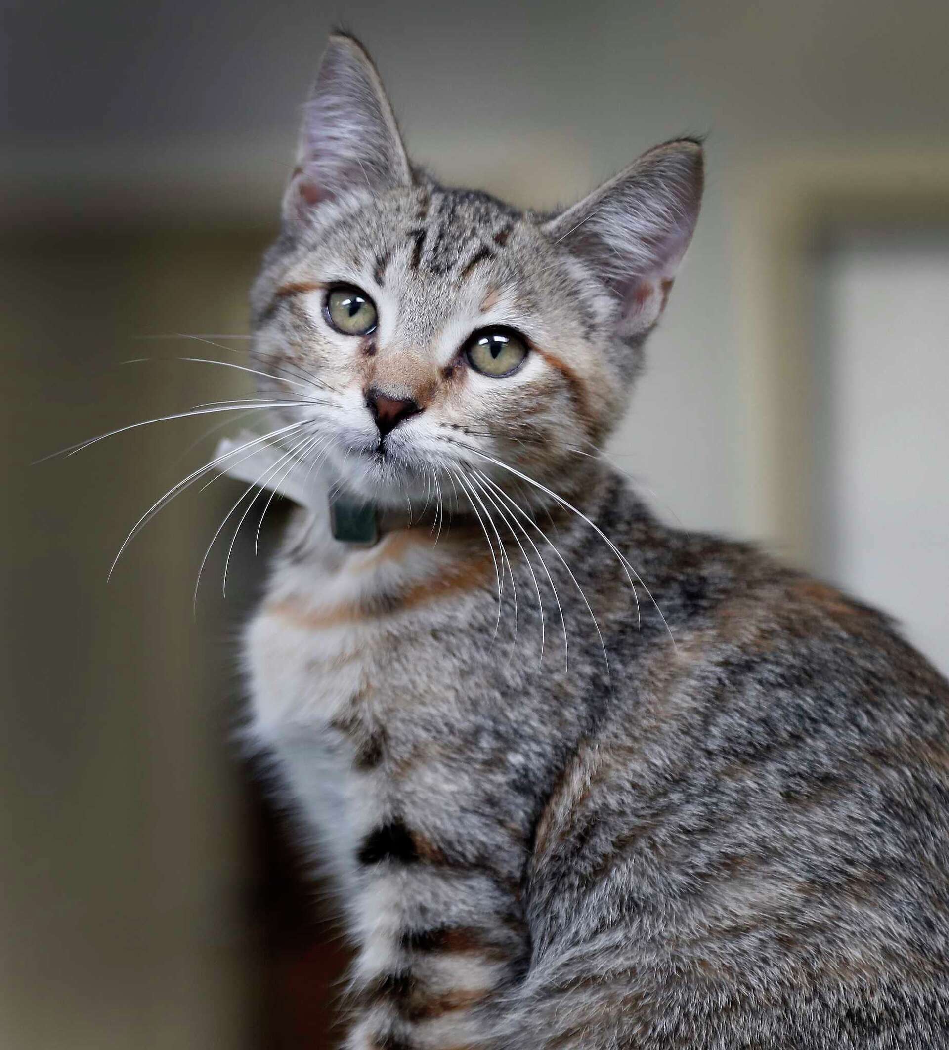 Pet of the Week: Here are the BARC animals that need homes now