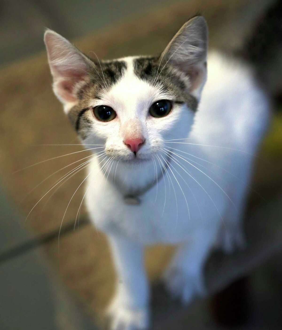 Pet of the Week: Here are the BARC animals that need homes now