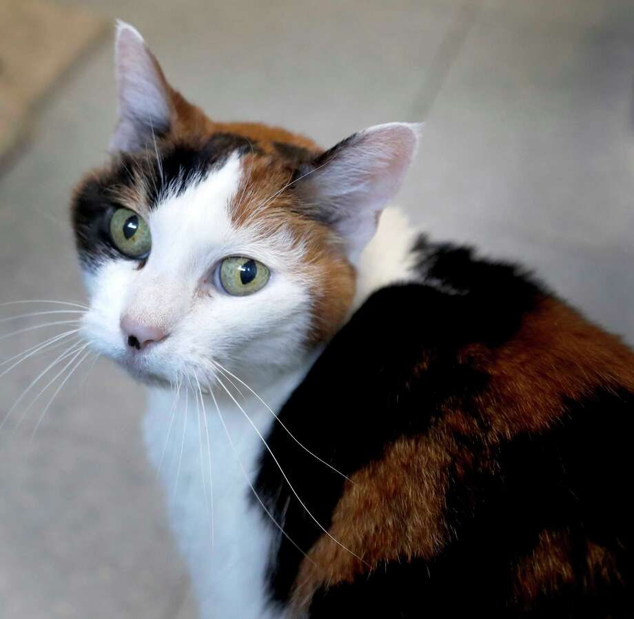 Pet of the Week: Here are the BARC animals that need homes now ...