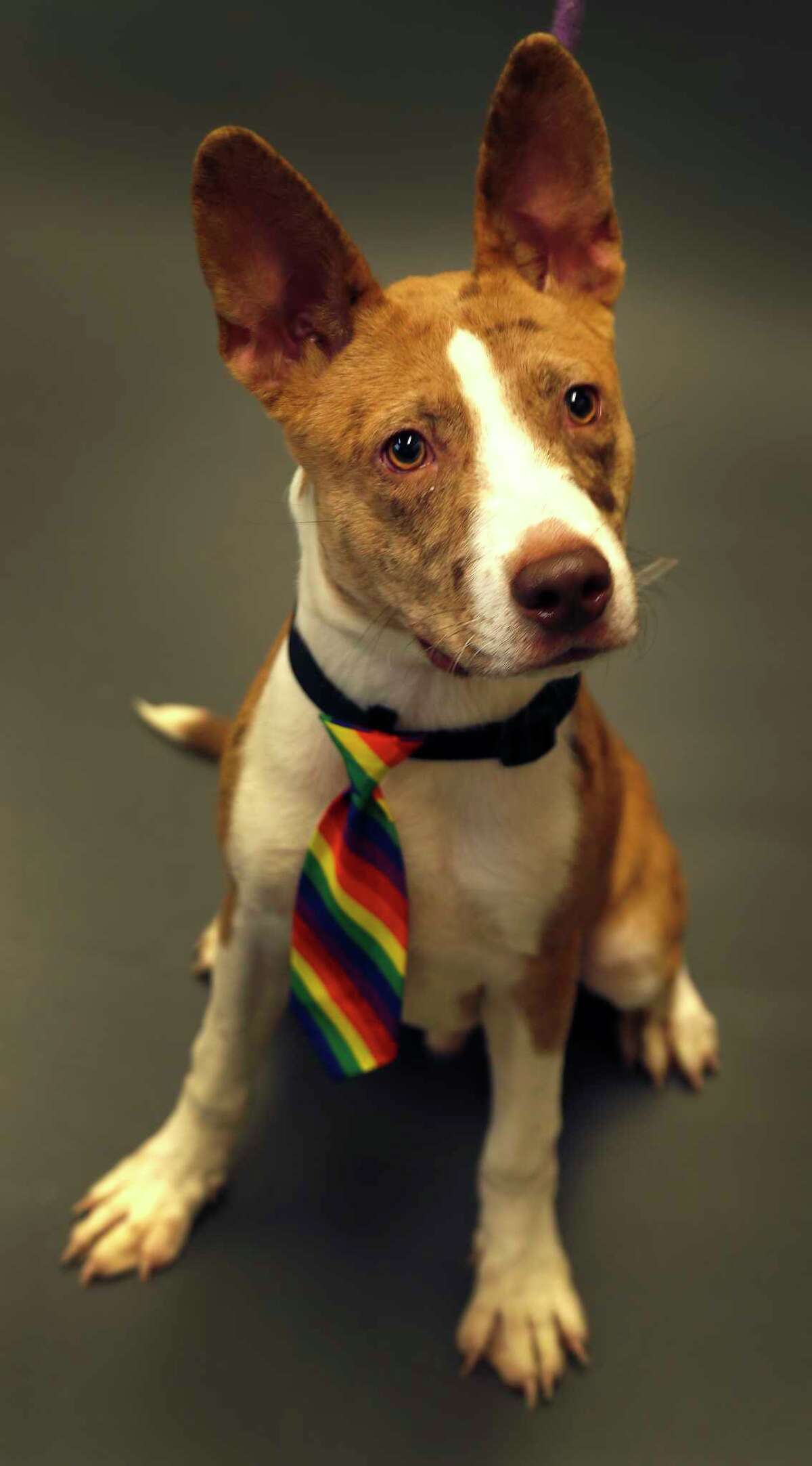 Pet of the Week: Here are the BARC animals that need homes now