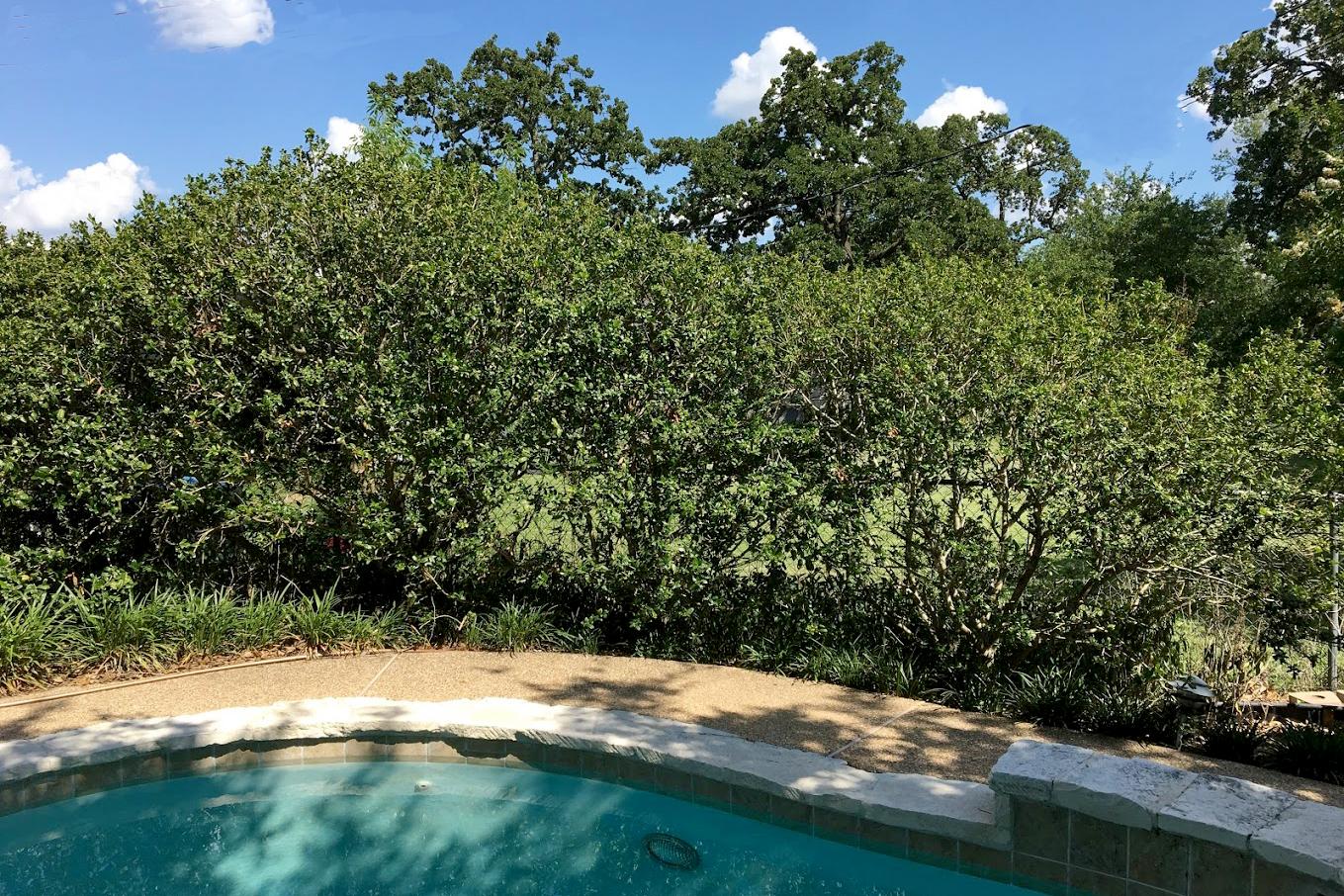 Bark lice not a danger to trees