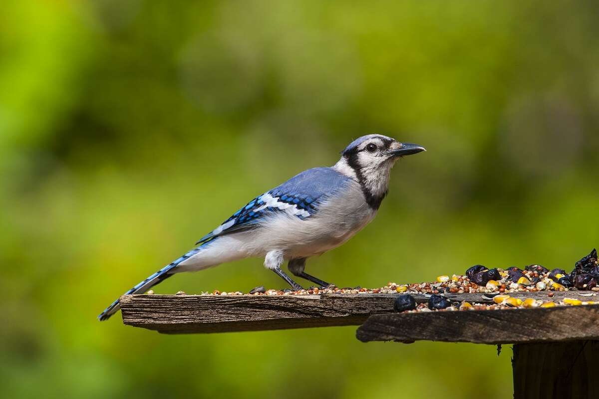 A blue jay’s feather tells a story
