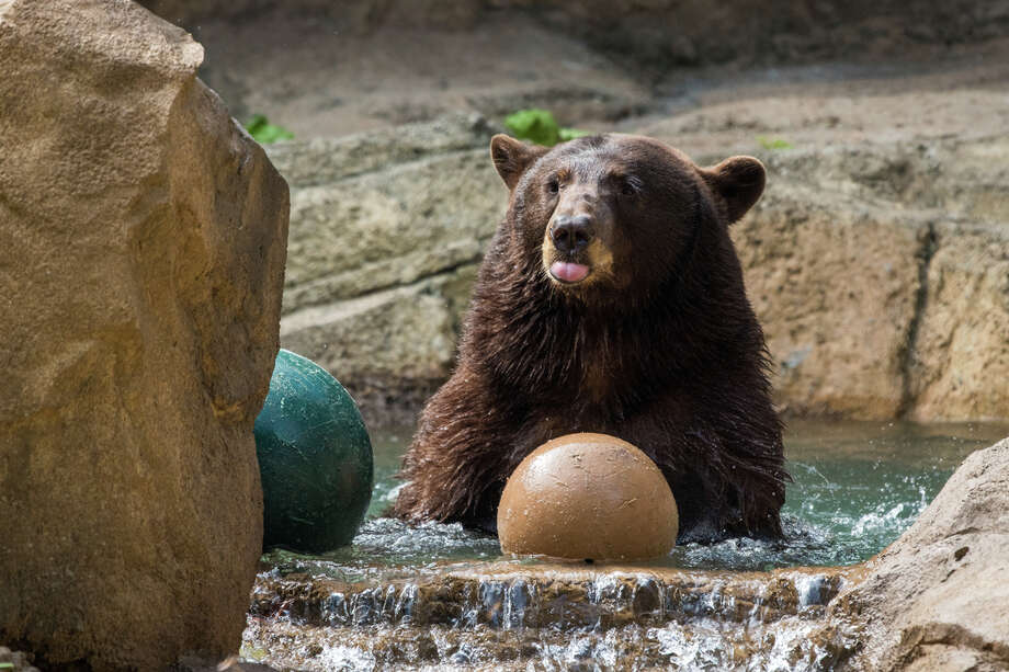 The Houston Zoo's two female black bears move into an expanded habitat ...