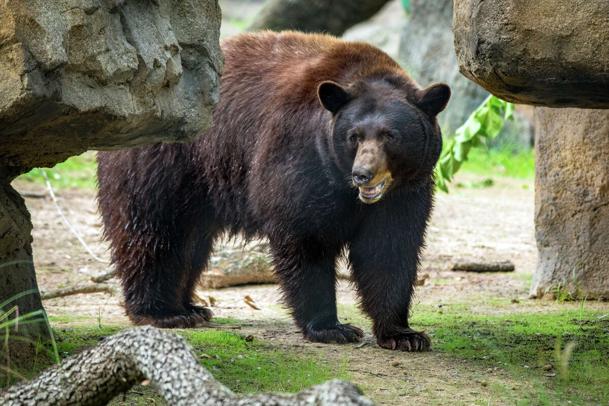 The Houston Zoo's two female black bears move into an expanded habitat