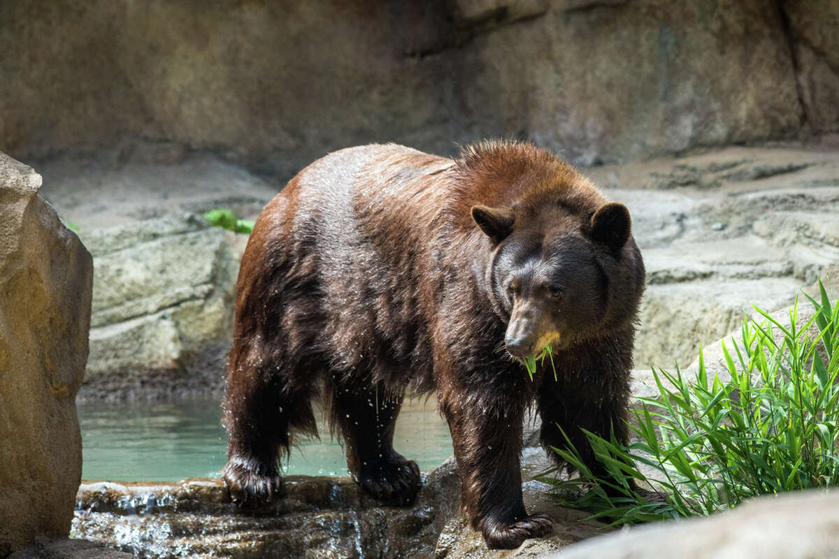The Houston Zoo's two female black bears move into an expanded habitat