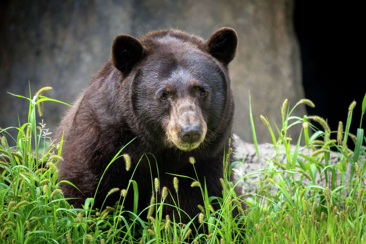The Houston Zoo's two female black bears move into an expanded habitat