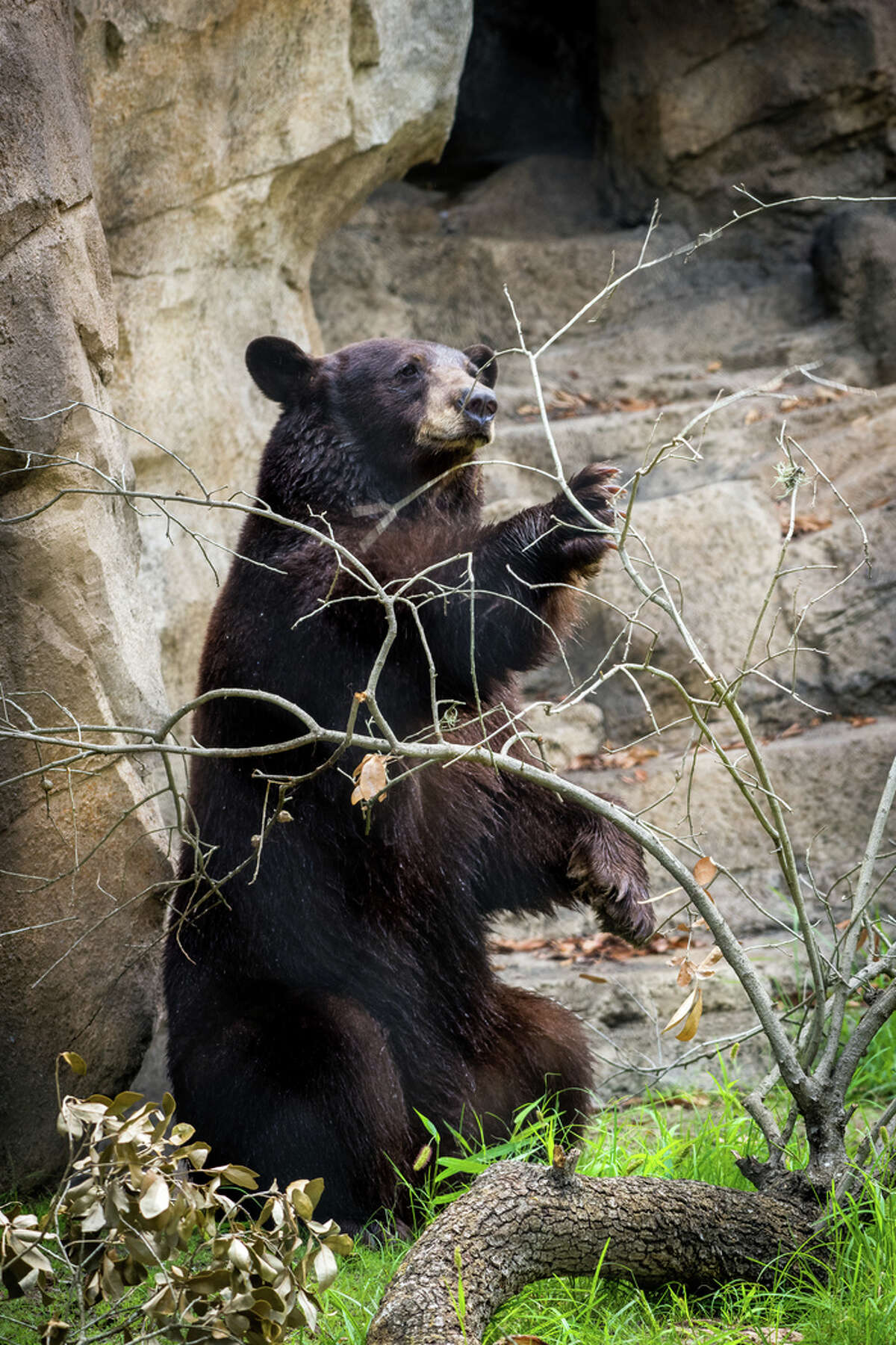 The Houston Zoo's two female black bears move into an expanded habitat