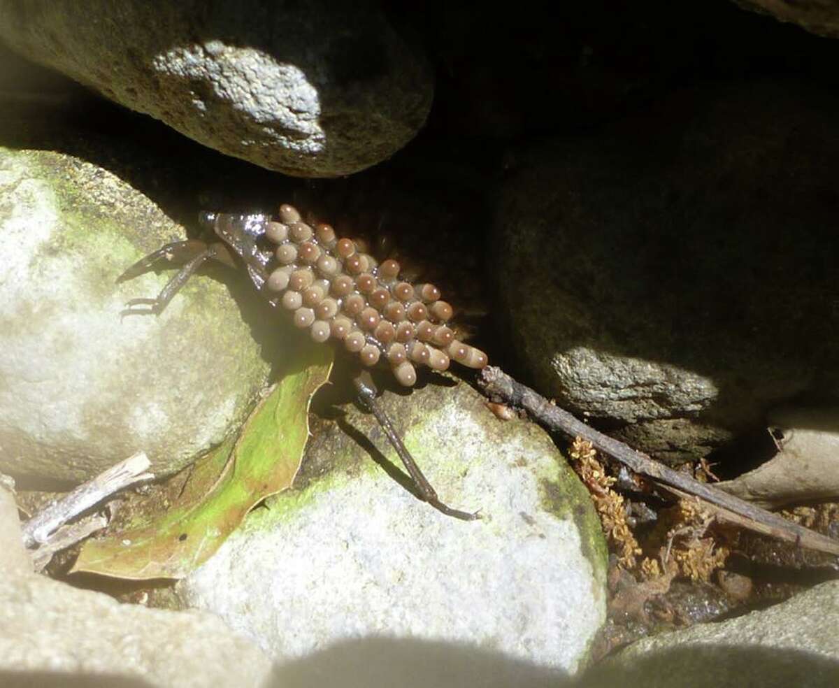 'Aggressive,' 'toe-pinching' insects hunt animals 50 times their size ...