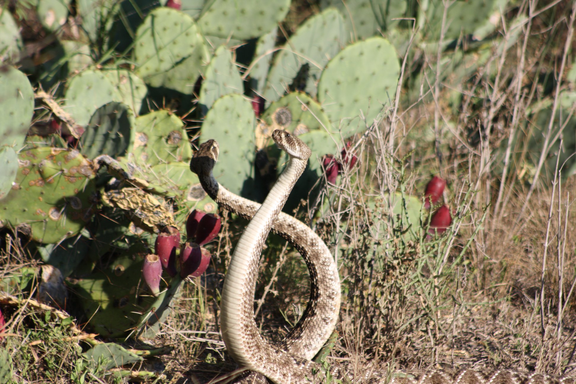 Photos: Social media post of snake ritual makes viewers' skin crawl
