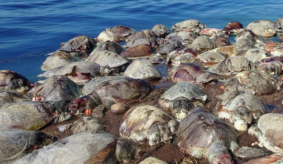 300 dead endangered sea turtles found entangled in fishing net in ...