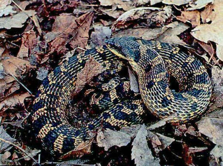 DEEP: Snake spotted in Conn. village ‘not dangerous’ - Connecticut Post